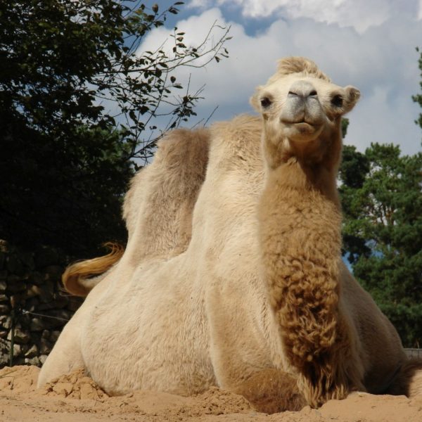 Rīga ZOO – Rīgas Zooloģiskais dārzs
