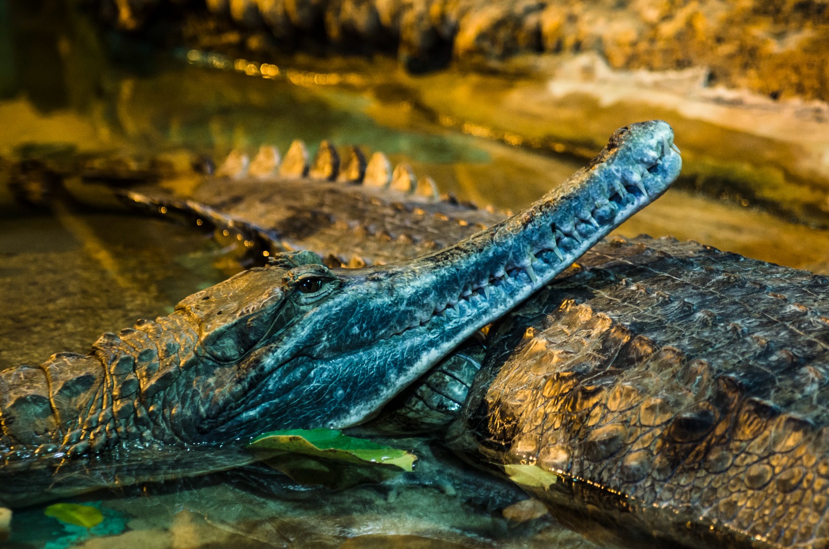 Gaviālkrokodils - Zoo