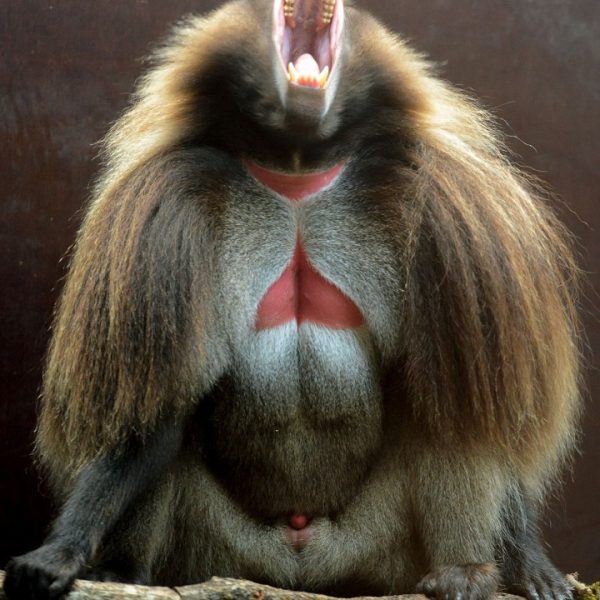 Gelada - Zoo