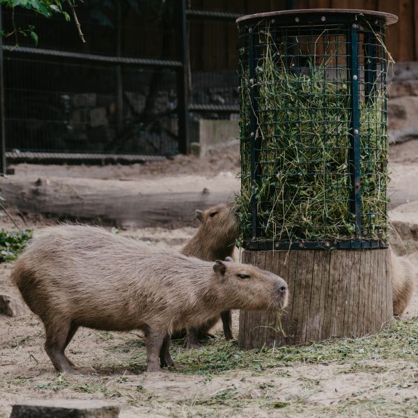 Kapibara - Zoo