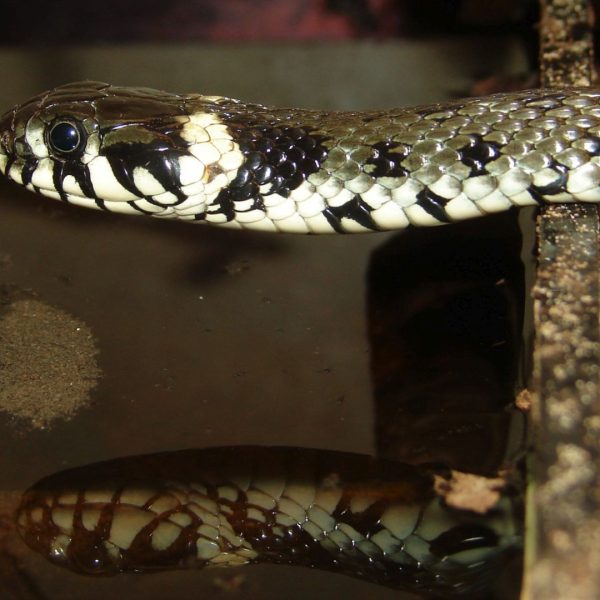 Parastais zalktis - Zoo