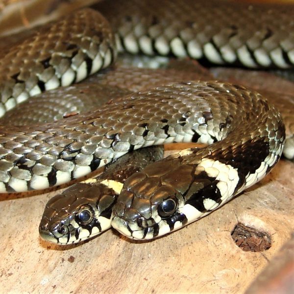 Parastais zalktis - Zoo