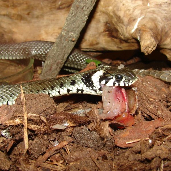 Parastais zalktis - Zoo