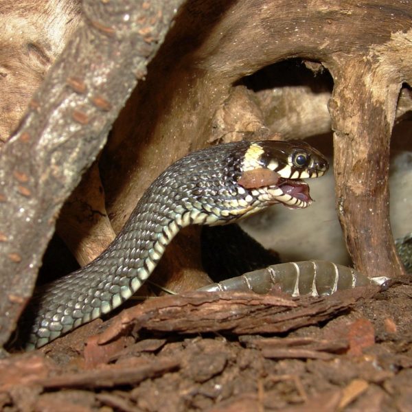 Parastais zalktis - Zoo