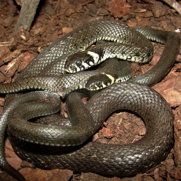 Parastais zalktis - Zoo