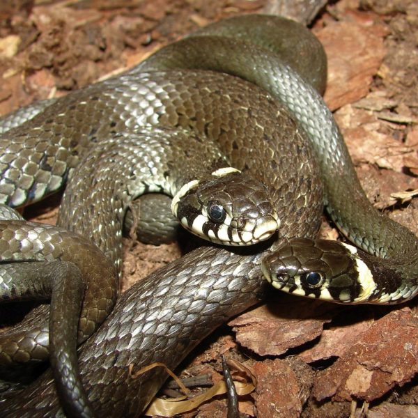 Parastais zalktis - Zoo