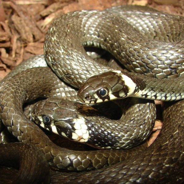 Parastais zalktis - Zoo