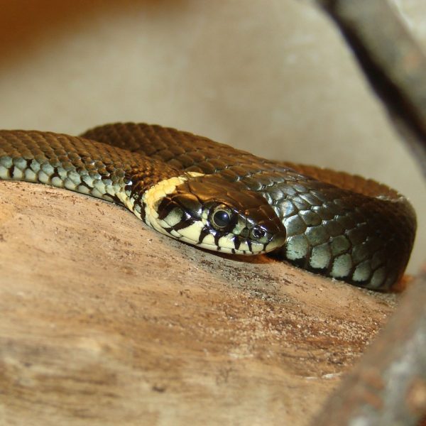 Parastais zalktis - Zoo