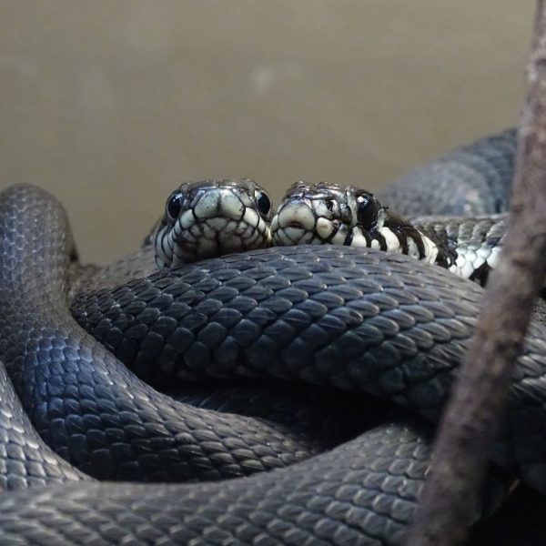 Parastais zalktis - Zoo