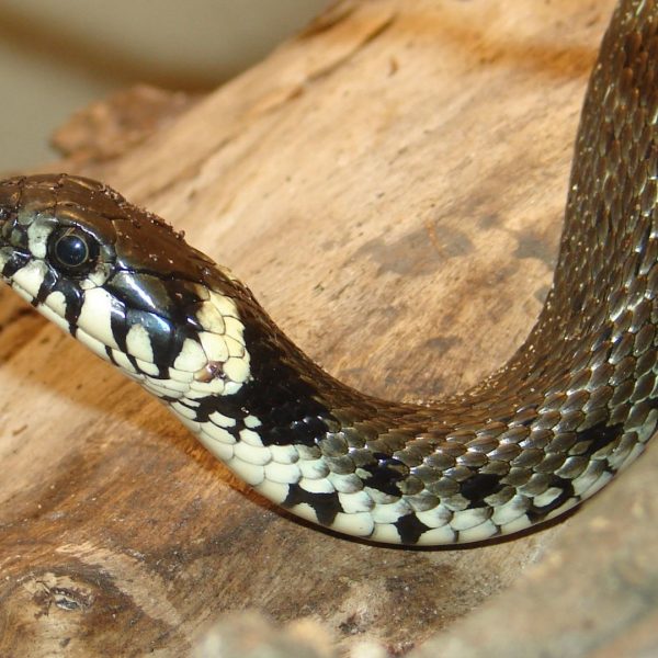 Parastais zalktis - Zoo