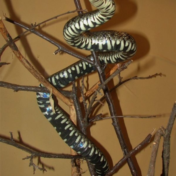 Parastais zalktis - Zoo