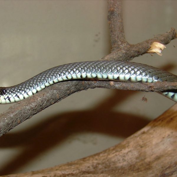 Parastais zalktis - Zoo