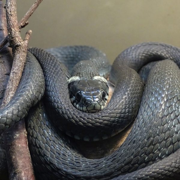 Parastais zalktis - Zoo