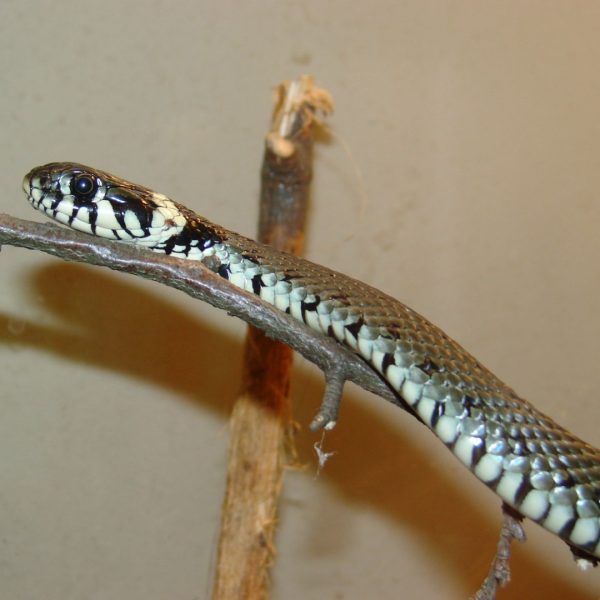 Parastais zalktis - Zoo