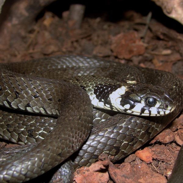 Parastais zalktis - Zoo