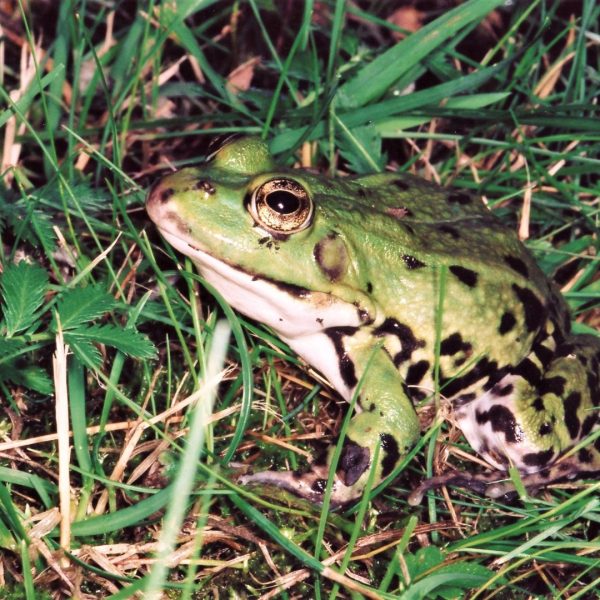 Zaļā varde - Zoo
