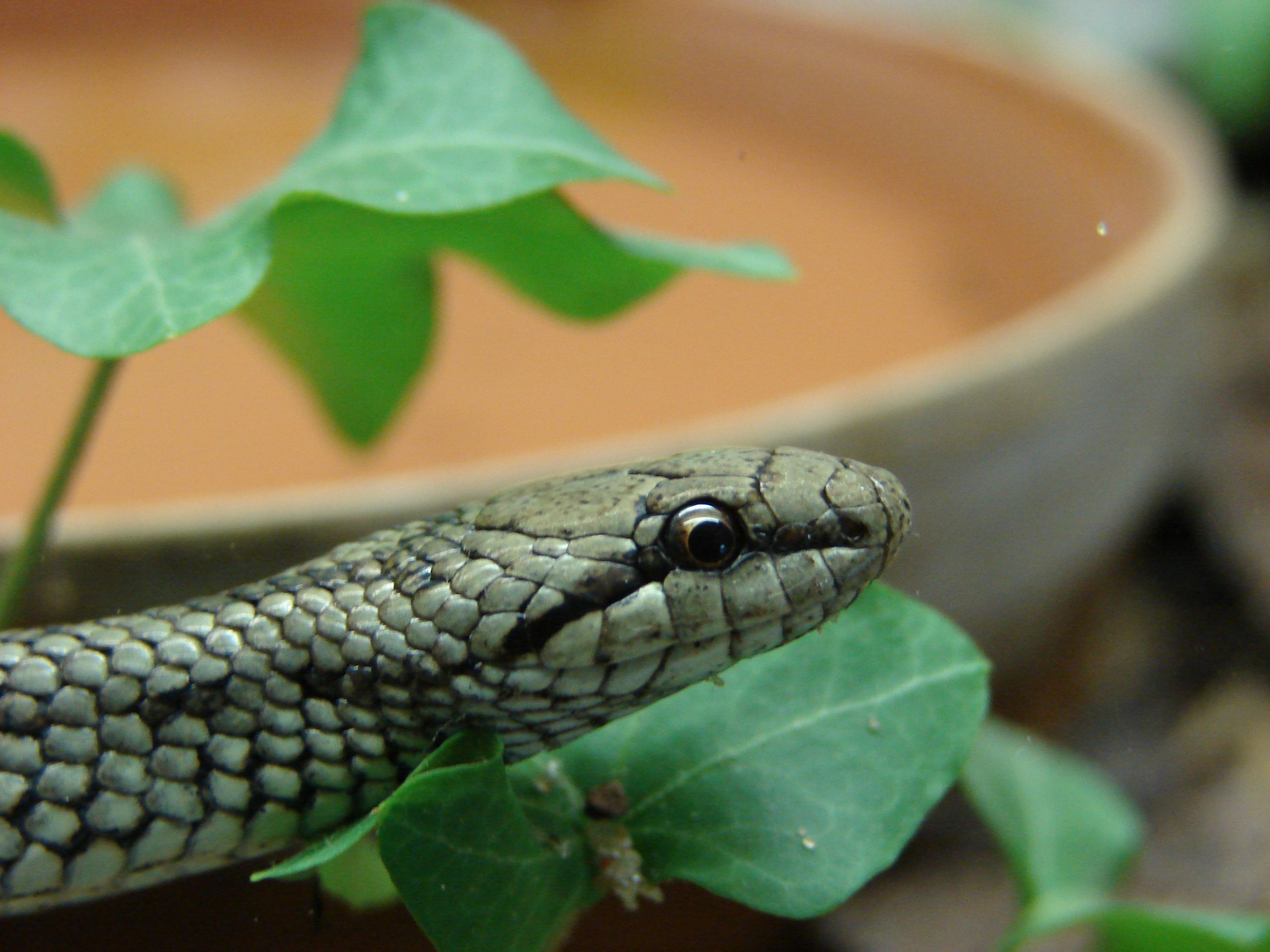 Gludenā čūska Coronella austriaca - Zoo
