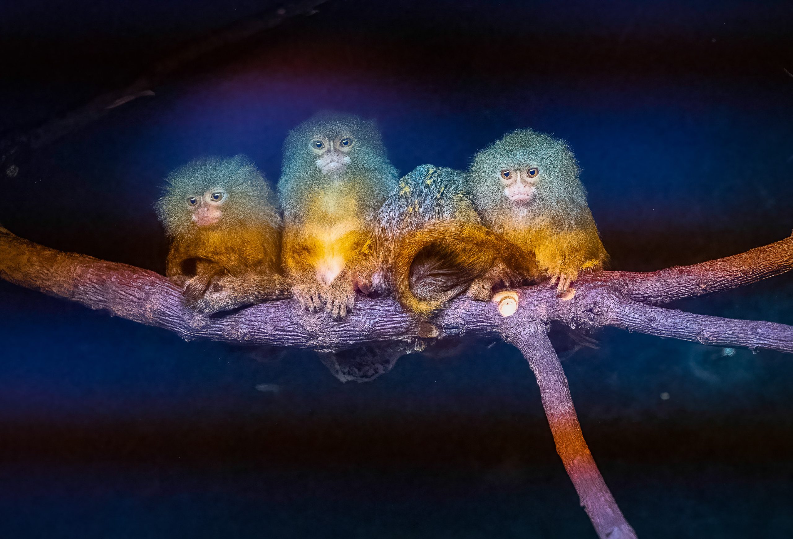 Daudzbērnu ģimeņu svētki Rīgas Zoodārzā - Zoo